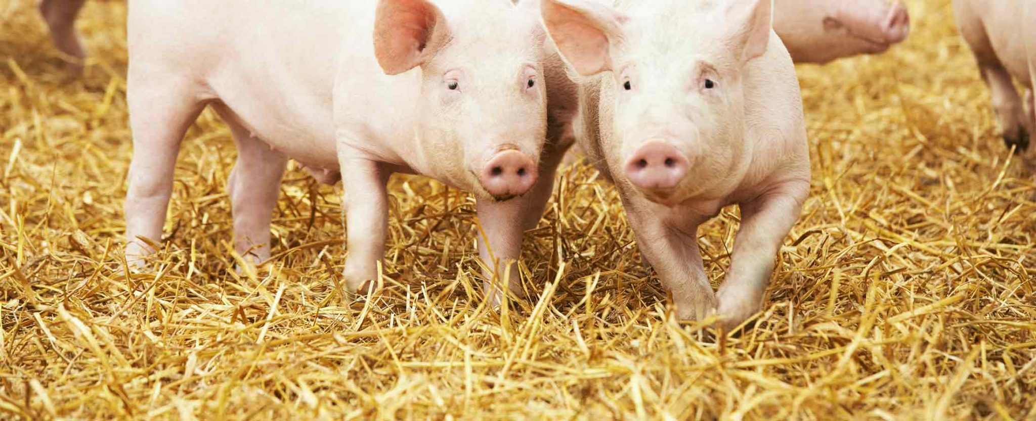 Agricultural Water Treatment. Poultry, Swine - Hawkins
