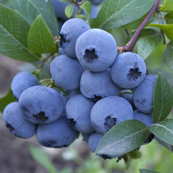 Sulfuric Acid Injection Chemicals Supplier & Distributor - Hawkins