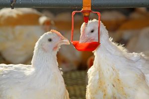 Agricultural Water Treatment. Poultry, Swine - Hawkins